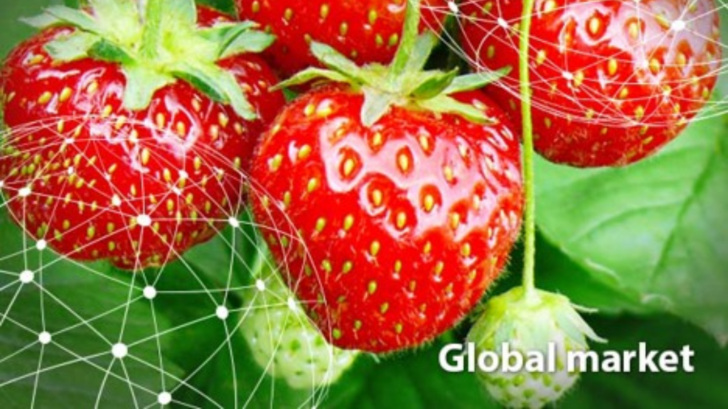The STRAWBERRIES Global Market Overview - Agro Academy